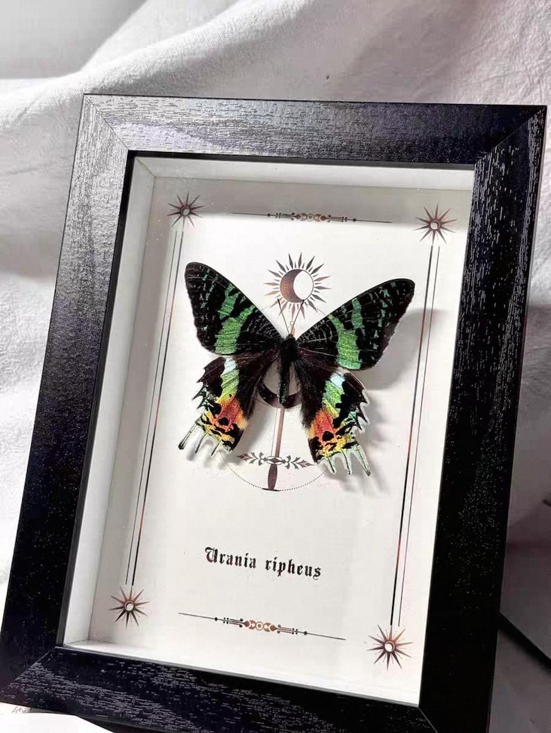Sun Moth and Moon Moth Display Set, Real Framed Butterfly Specimens ...