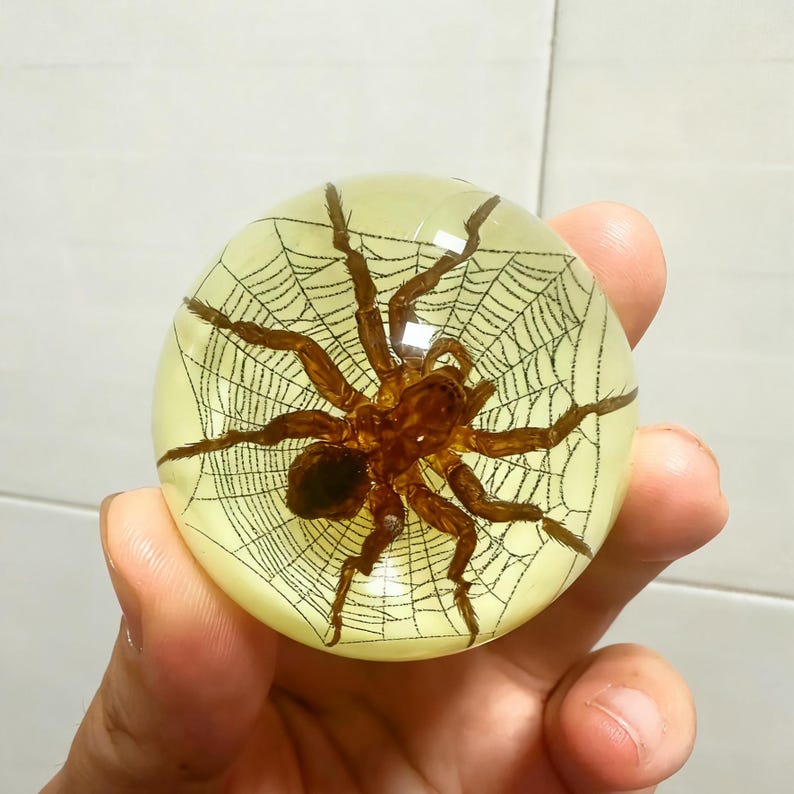 Glowing Spider Resin Paperweight, Real Insect Specimen, Epoxy Encased ...