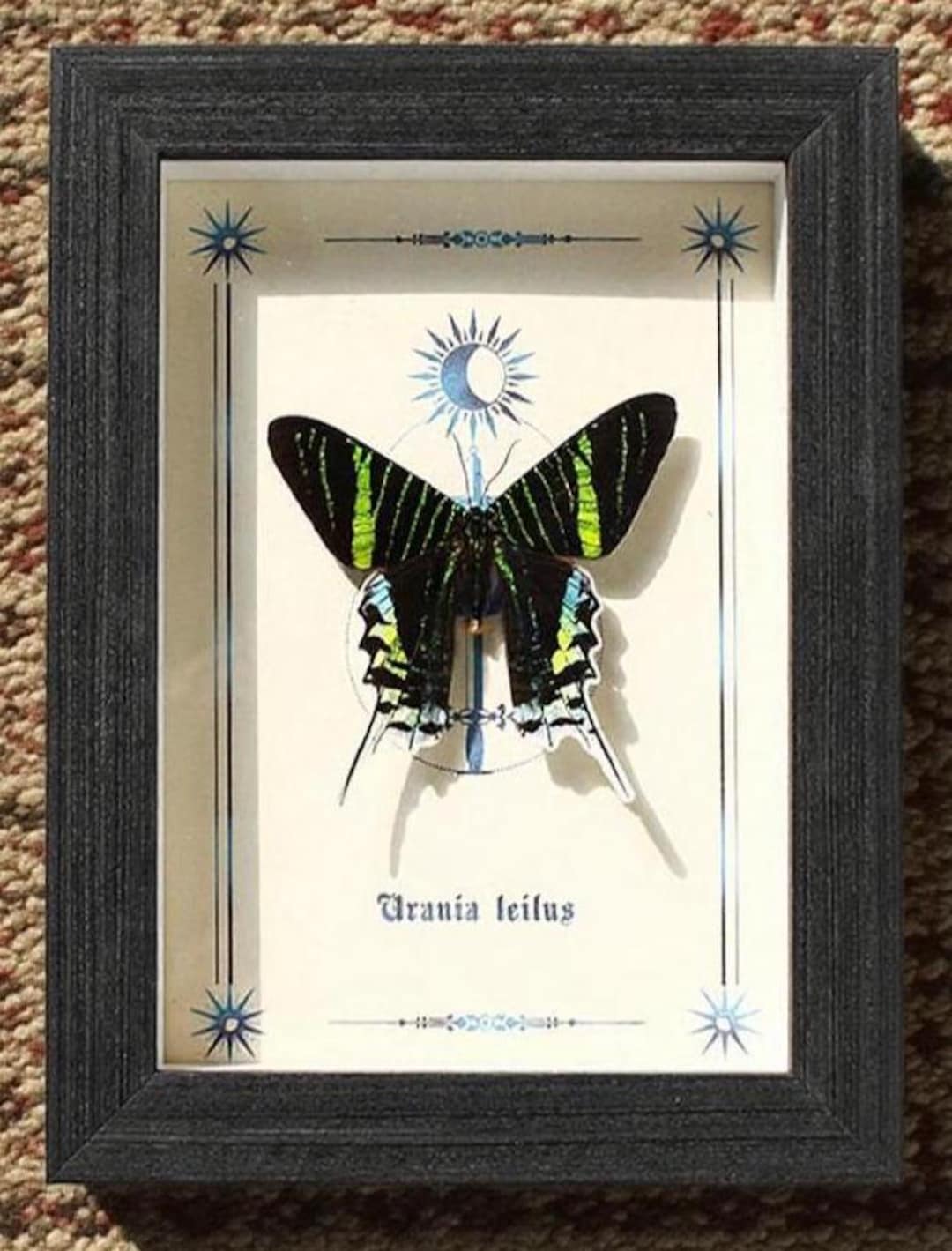 Sun Moth and Moon Moth Display Set, Real Framed Butterfly Specimens ...