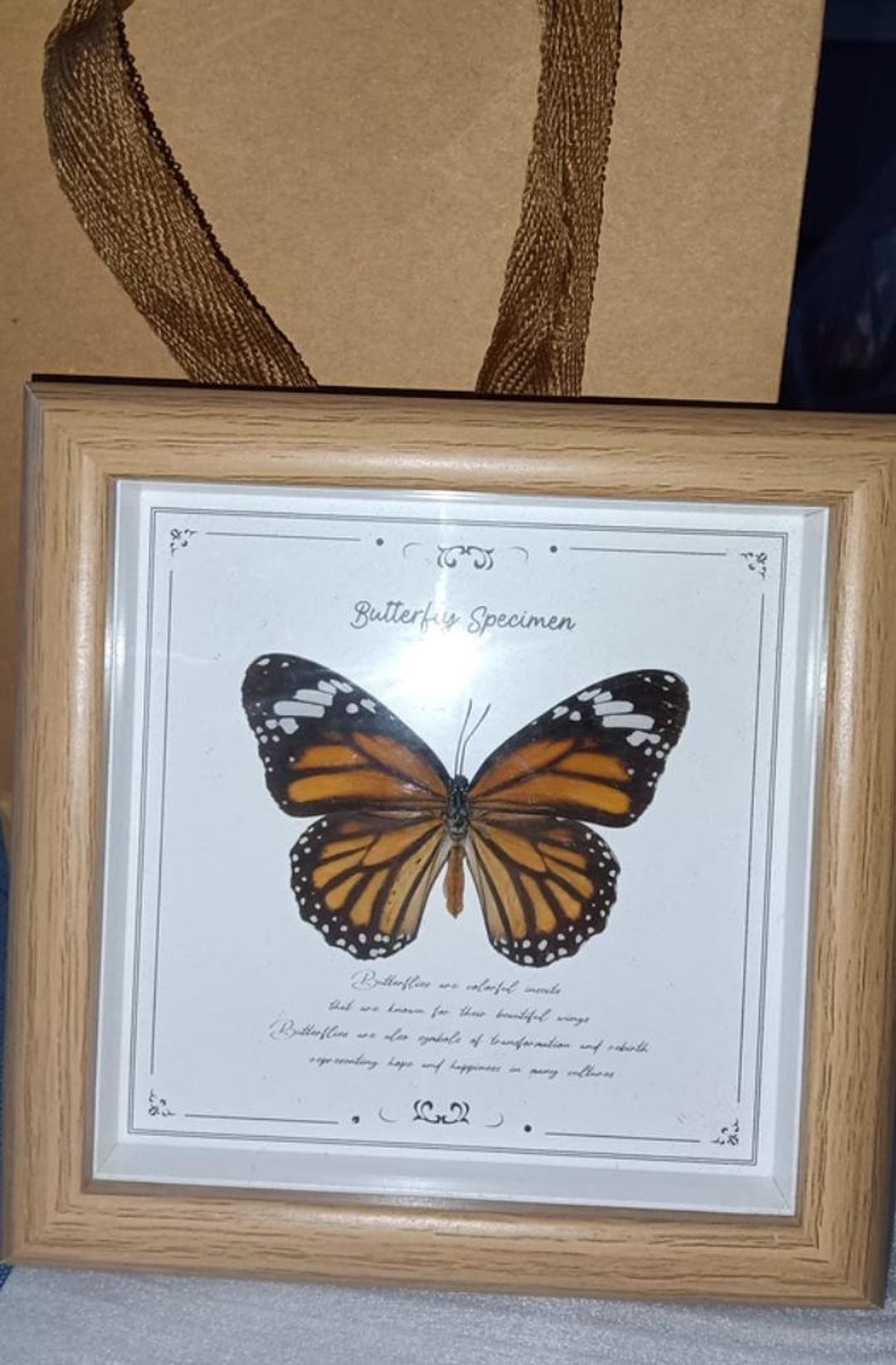 Real Butterfly Display in Wood Shadow Box, Natural Insect Specimen Art ...