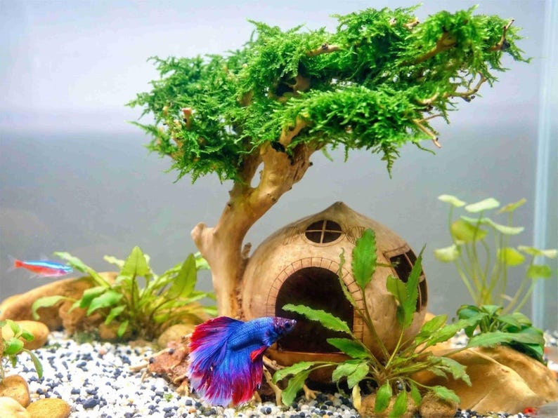 Natural Coconut Shell Betta Cave | Driftwood Bonsai Tree Aquascape ...