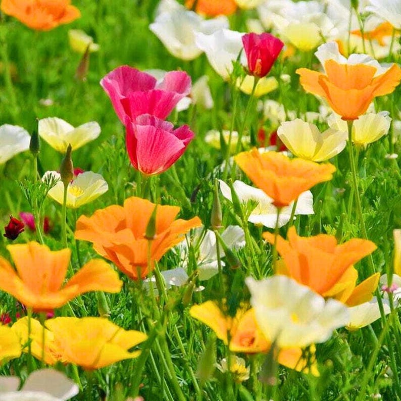 California Poppy Seed Mix - 250 Seeds - Etsy