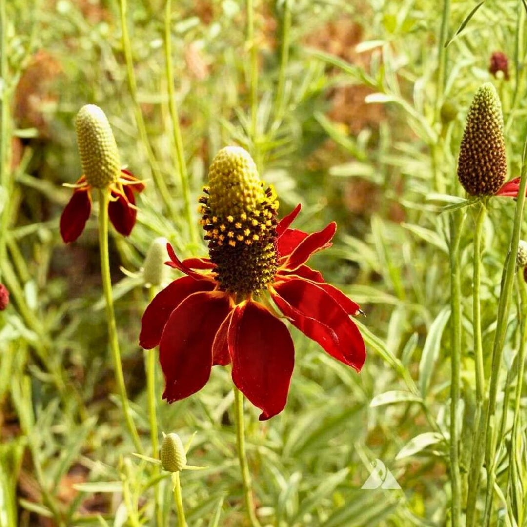 Dwarf Coneflower Seeds, Mexican Red Hat Flowers - 450 Seeds - Etsy