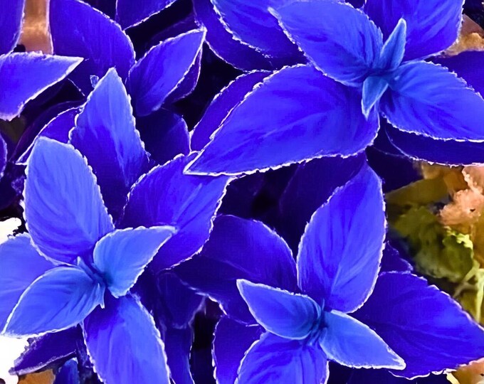 20pcs / Bag Blue Coleus Seeds, Beautiful Flowering Plants, Potted ...