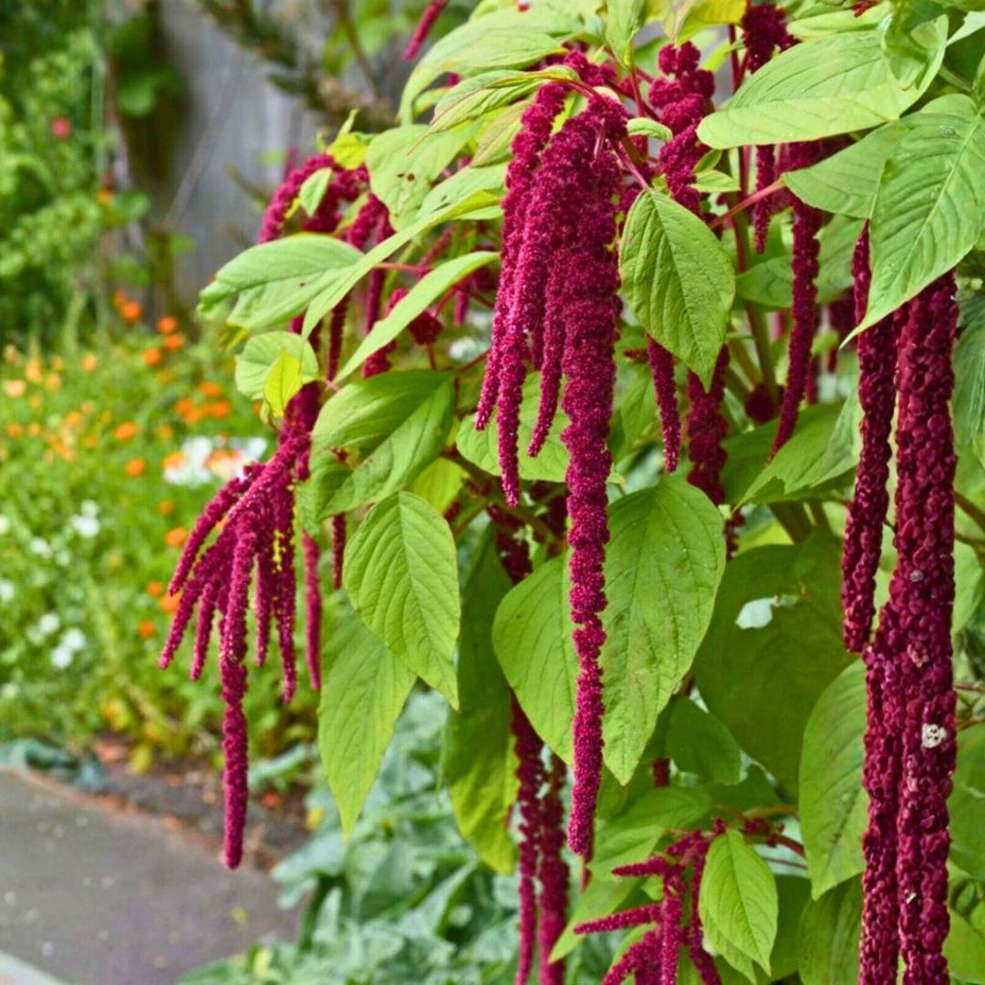 Amaranth Love Lies Bleeding Seeds, Inca Wheat, Tassel Flower NON-GMO ...