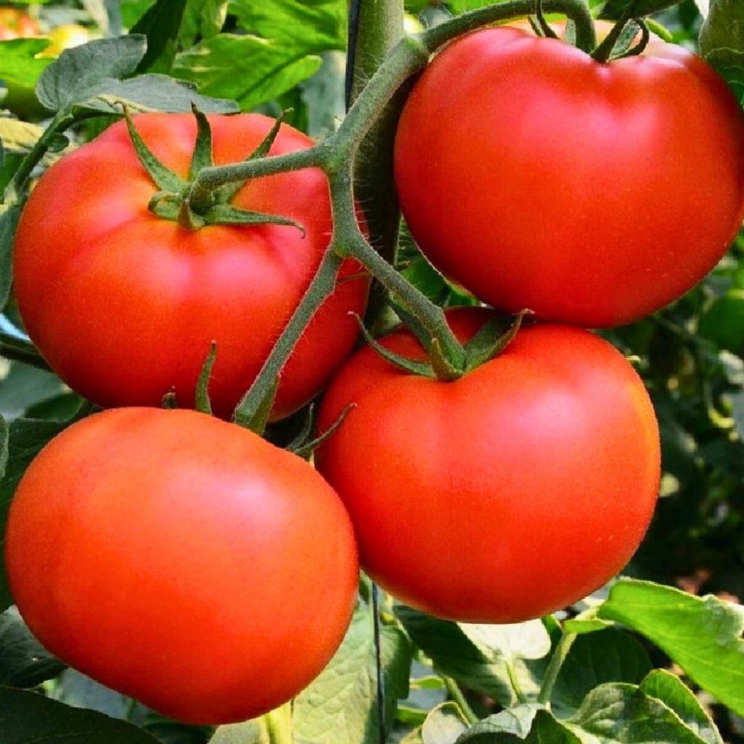 Homestead Tomato Seeds, NON-GMO - 50 Seeds - Etsy