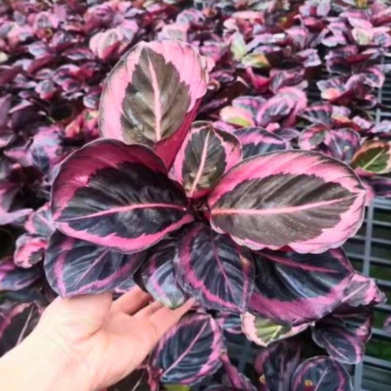 Purple Tip Calathea Couture Flower - Etsy