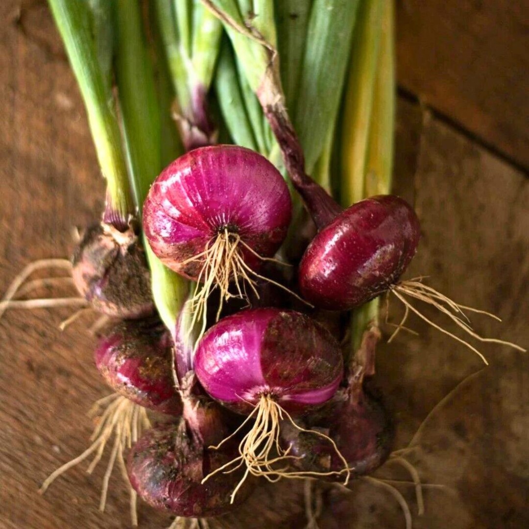 Red Cipollini Onion, NON-GMO (25 Seeds) - Etsy