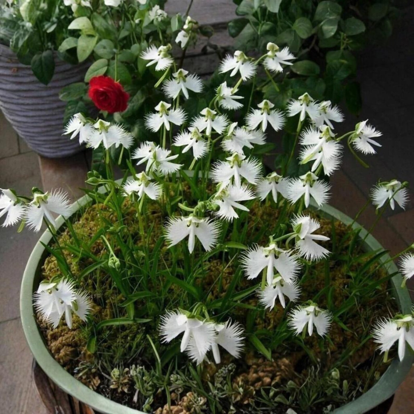 Japanese Radiata White Egret Orchid Flower Seed - 50 Seeds Fast ...