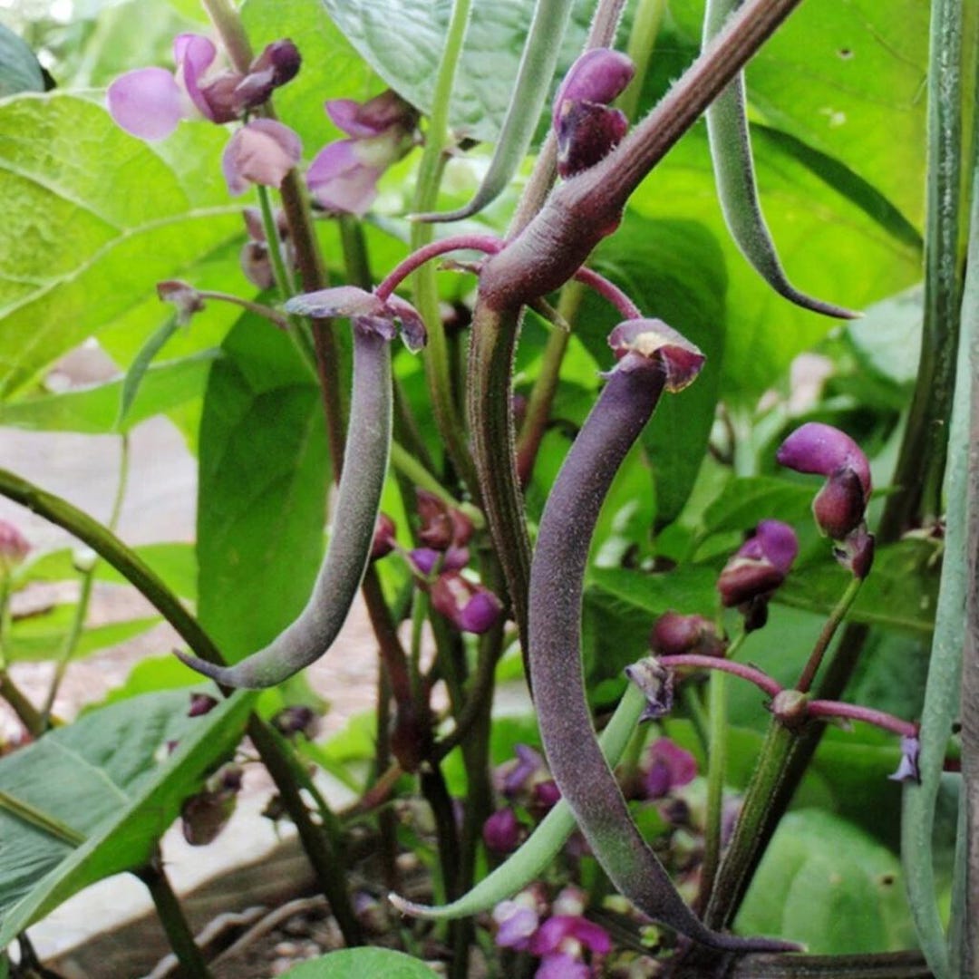 Royal Burgundy Bush Green Bean Seeds, NON-GMO (20 Seeds) - Etsy