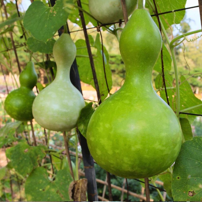 Birdhouse Bottle Gourd Seeds, NON-GMO (10 Seeds) - Etsy