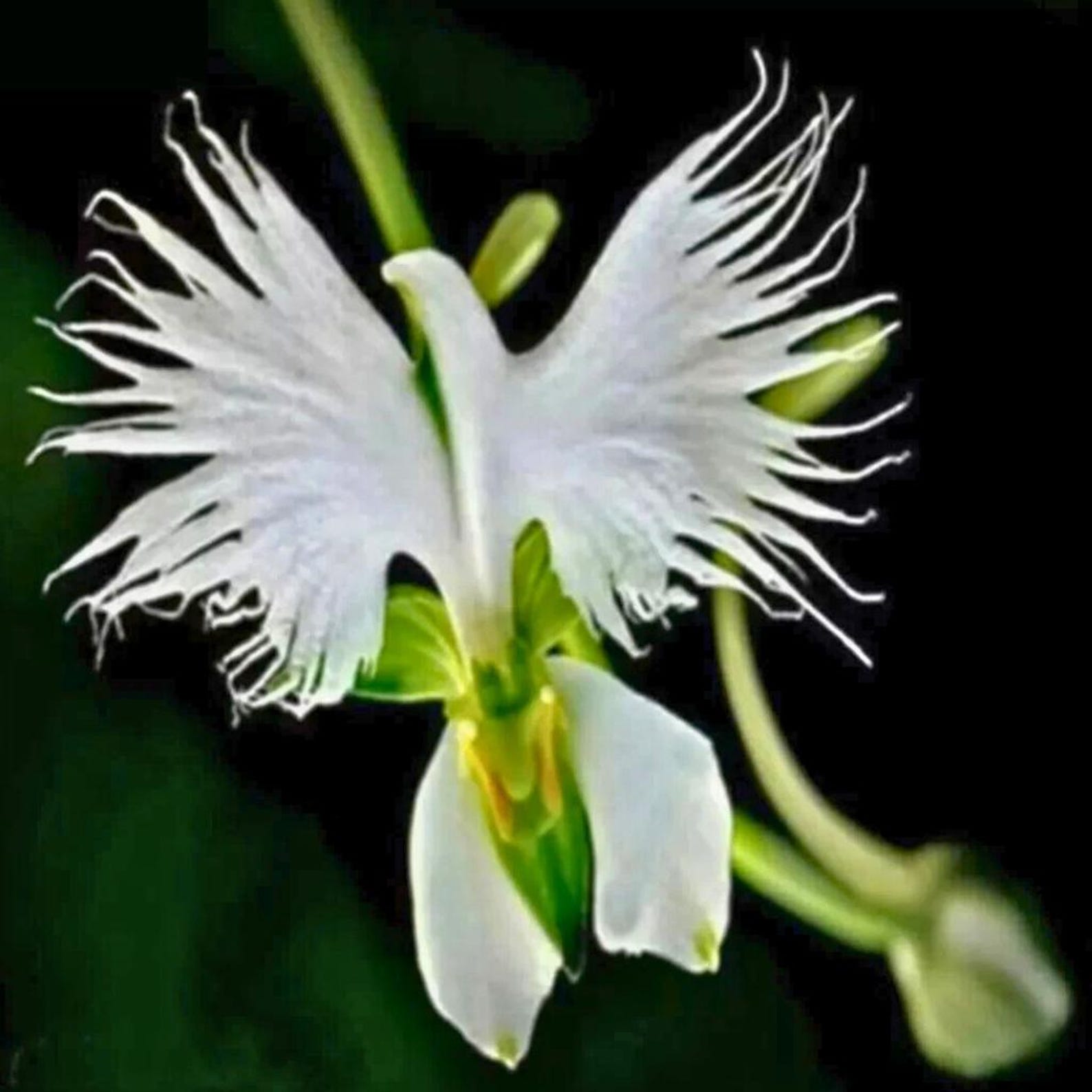Japanese Radiata White Egret Orchid Flower Seed - 50 Seeds Fast ...