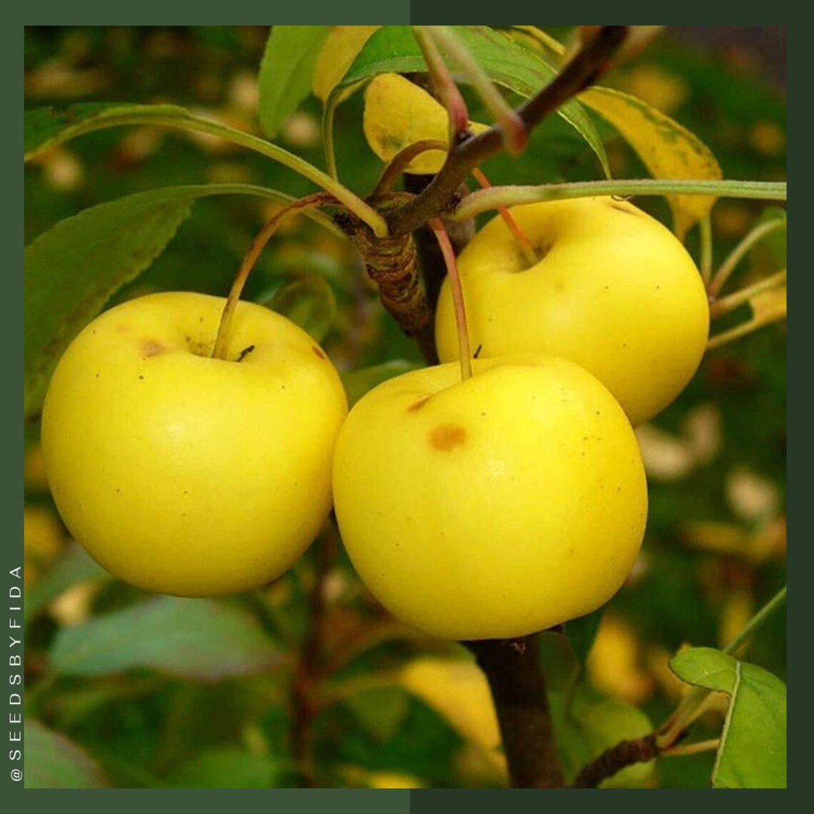 30 European Crab Apple Seeds - Malus Sylvestris, White Flowers ...