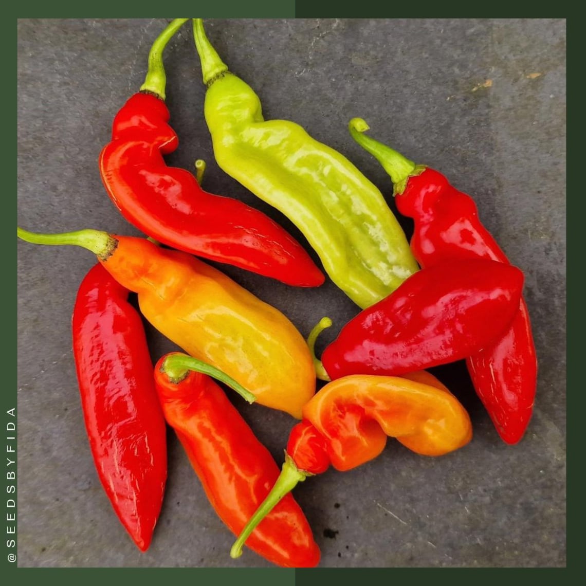 Trinidad Pimento Pepper Seeds: Sweet Aji, Mild Heat for Salsas - Etsy