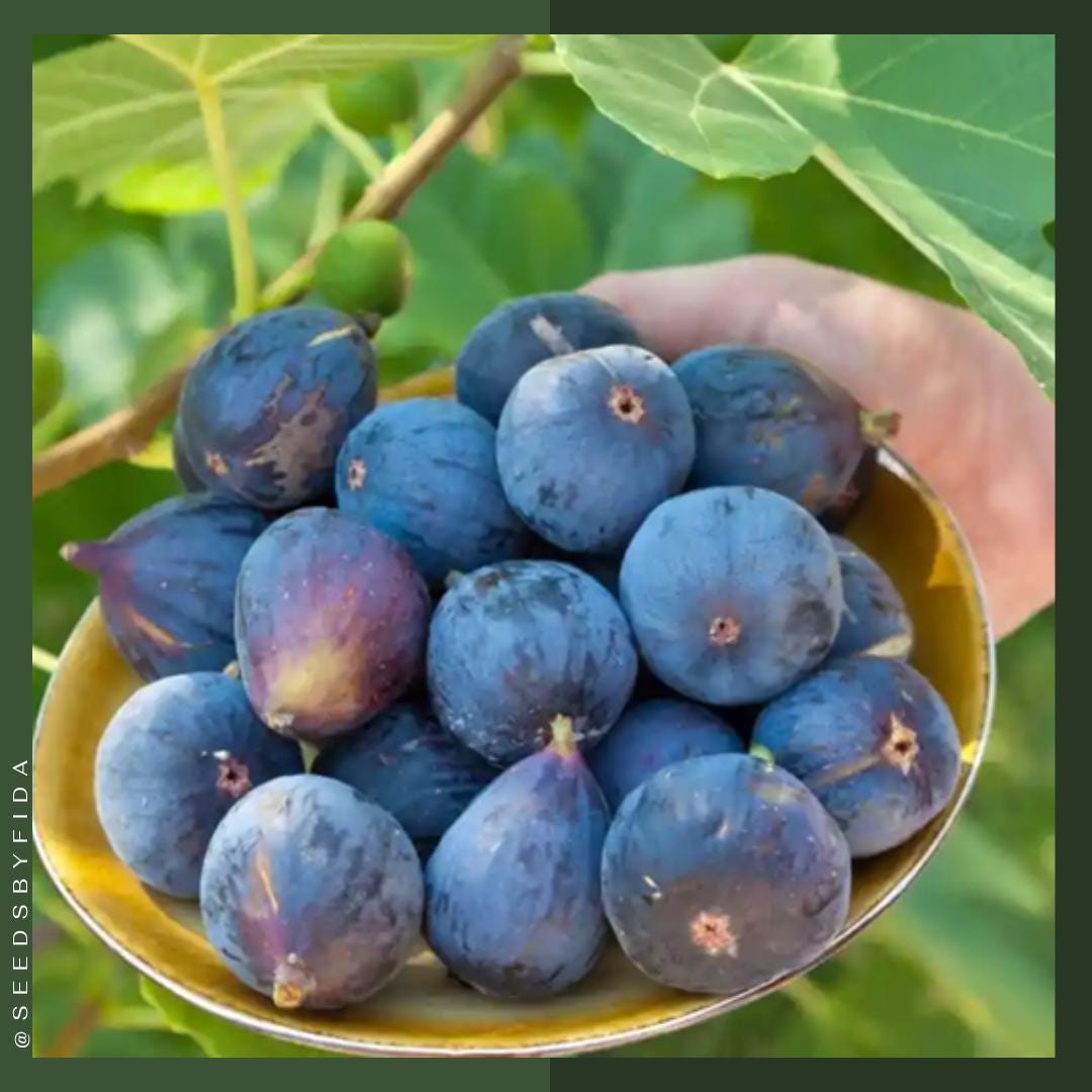 Texas Blue Giant Fig Seeds – 100+ Sweet Fruit Tree Seeds - Etsy