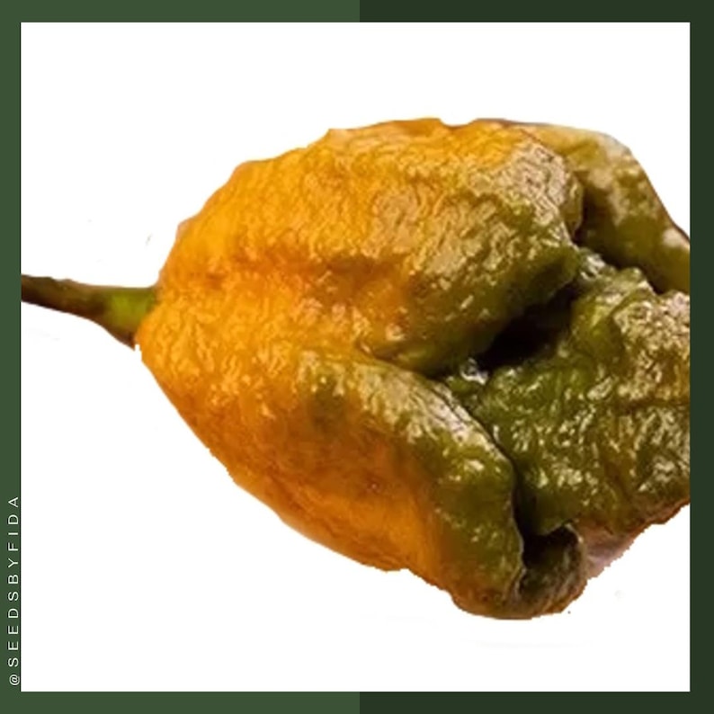 Pepper X Seeds: World's Hottest Pepper - Seedsbyfida - Etsy