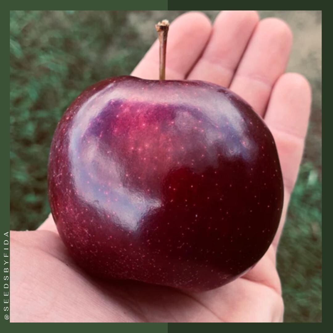 Arkansas Black Apple Seeds: Heirloom Fruit Tree, Sweet Tart - Etsy