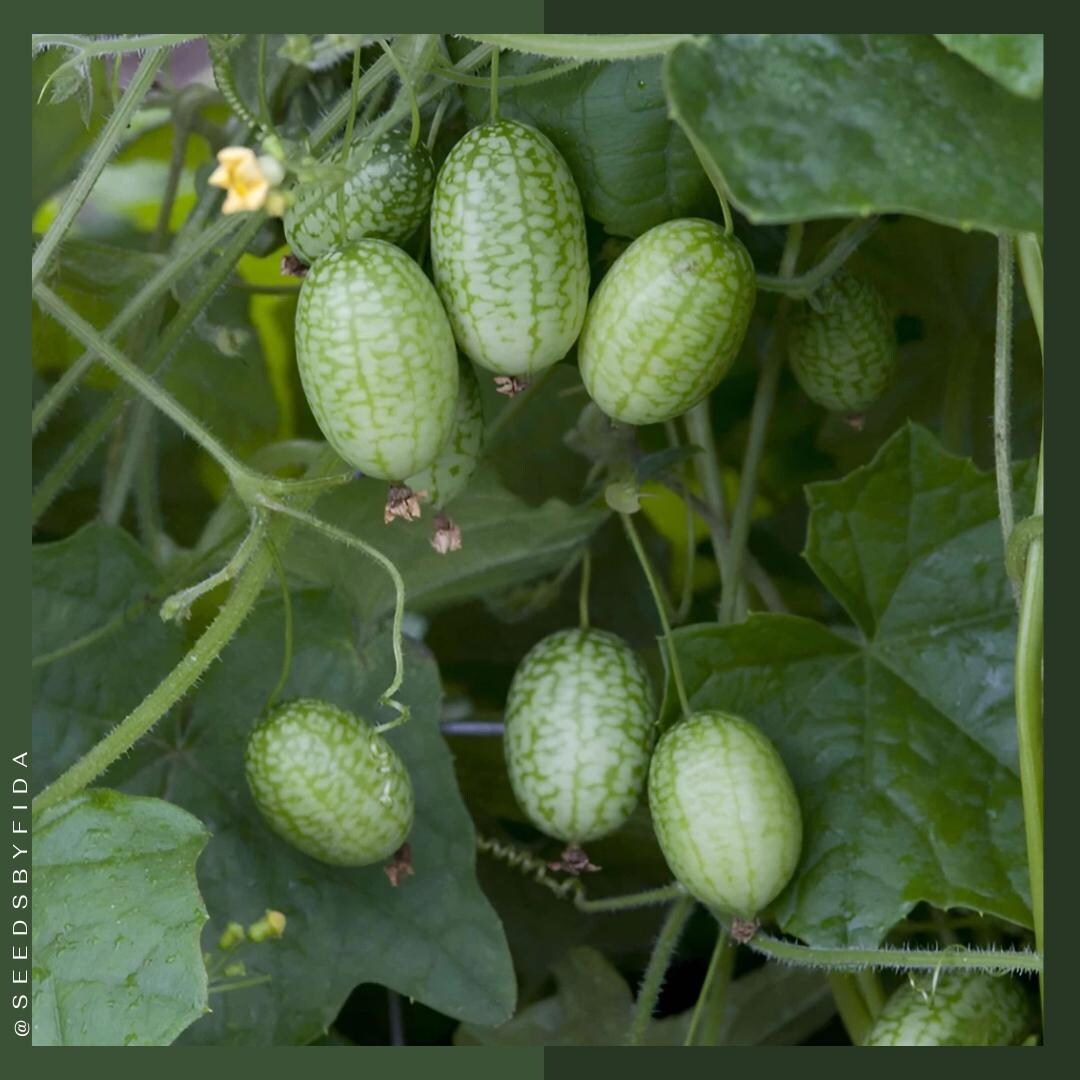 40 Cucamelon Seeds: Mouse Melon, Mexican Sour Gherkin - Etsy