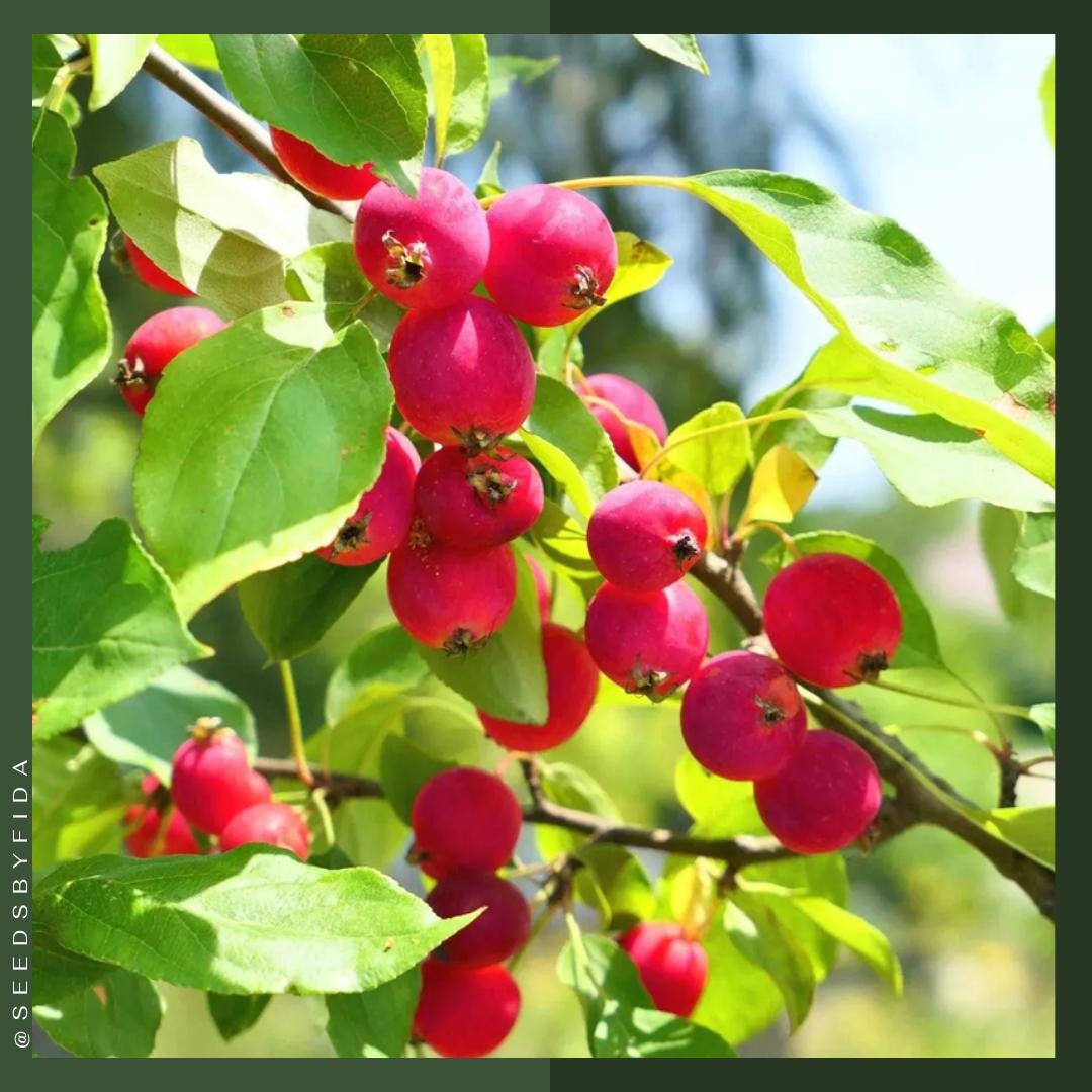 Dolgo Crabapple Seeds – Pink Glow, Ornamental Jelly Fruit Tree - Etsy