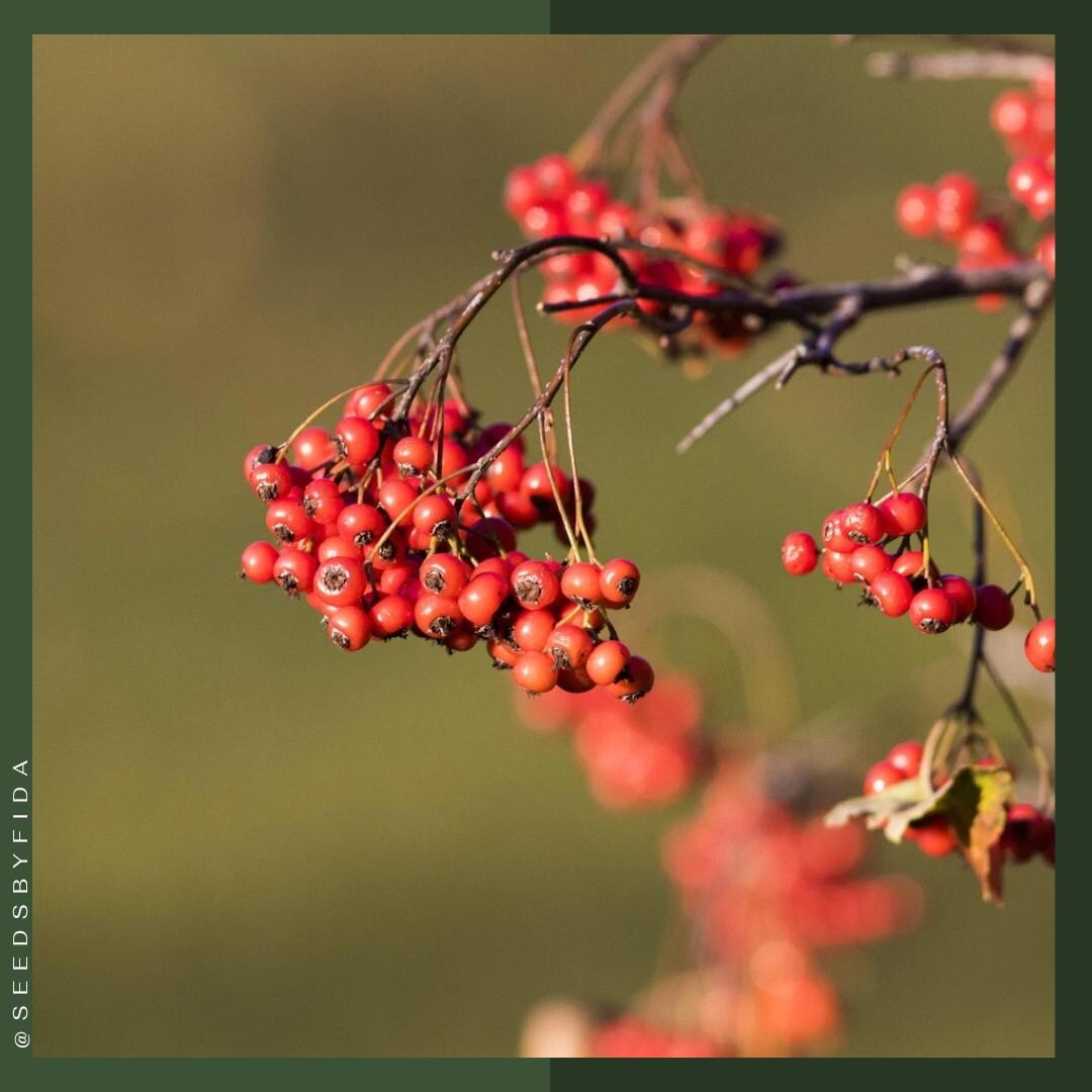 50 Washington Hawthorn Tree Seeds - Crataegus Phaenopyrum, White Spring ...