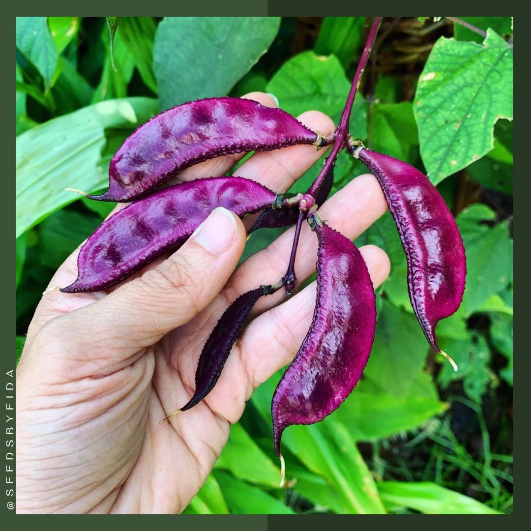 Ruby Moon Hyacinth Bean Seeds: Fast Growing Purple Vine, Pink Blooms - Etsy