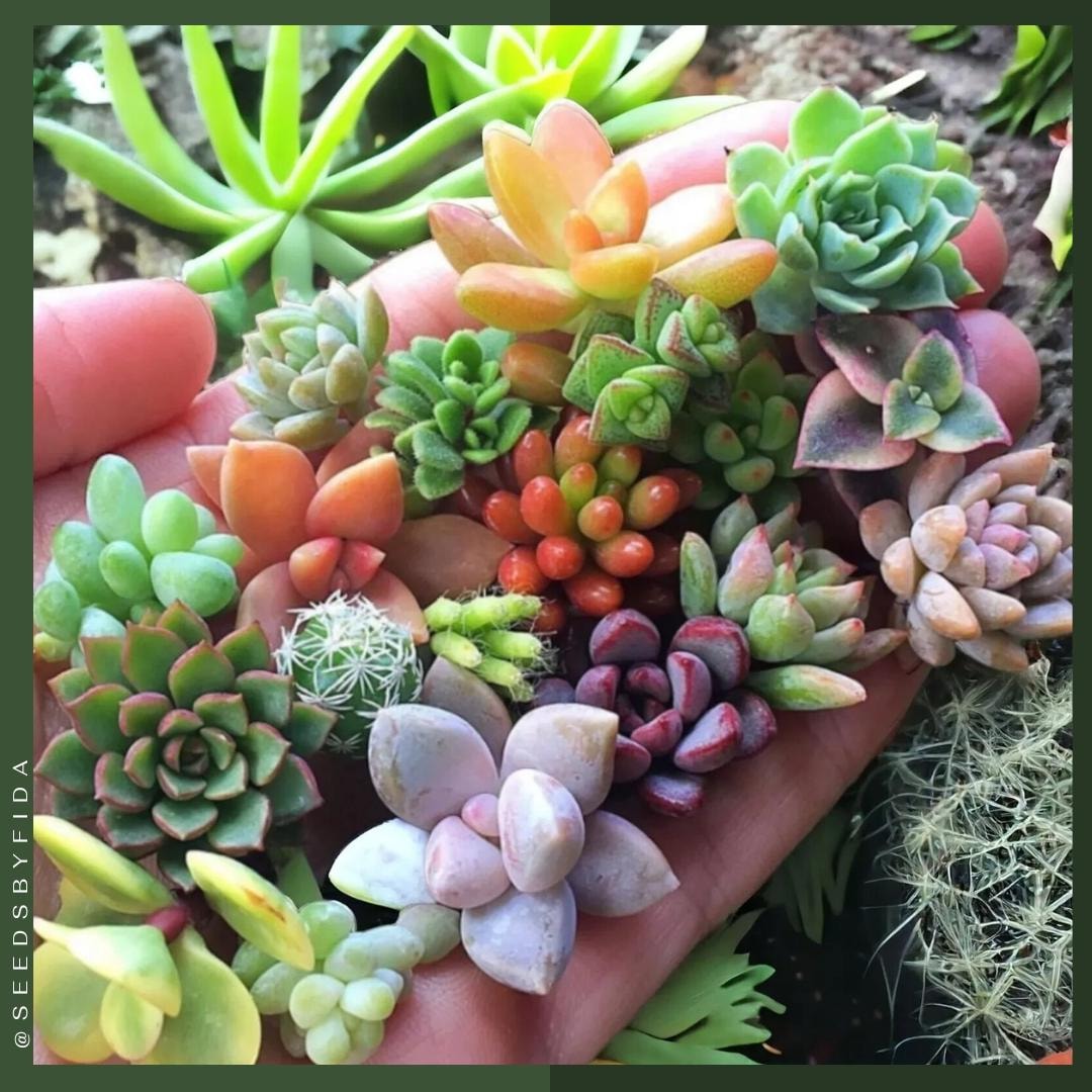 Mixed Sedum Seeds: Drought-tolerant Ground Cover for Sunny Gardens - Etsy