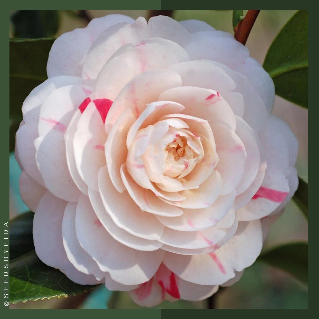 April Dawn Camellia Japonica Live Starter Plant: Striped Fragrant ...