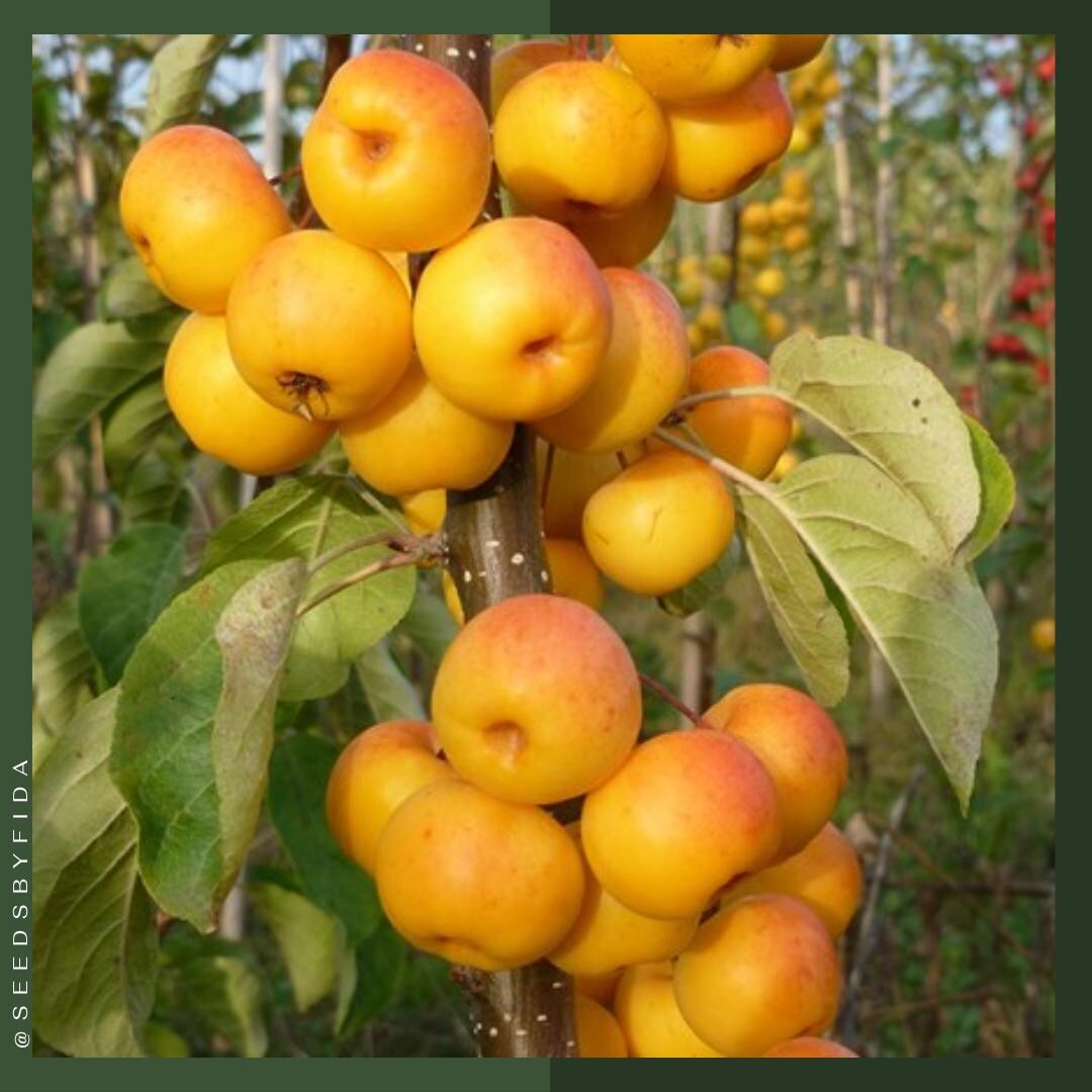 30 European Crab Apple Seeds - Malus Sylvestris, White Flowers ...