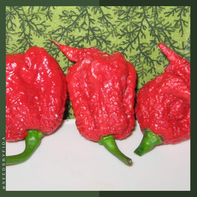 Pepper X Seeds: World's Hottest Pepper - Seedsbyfida - Etsy