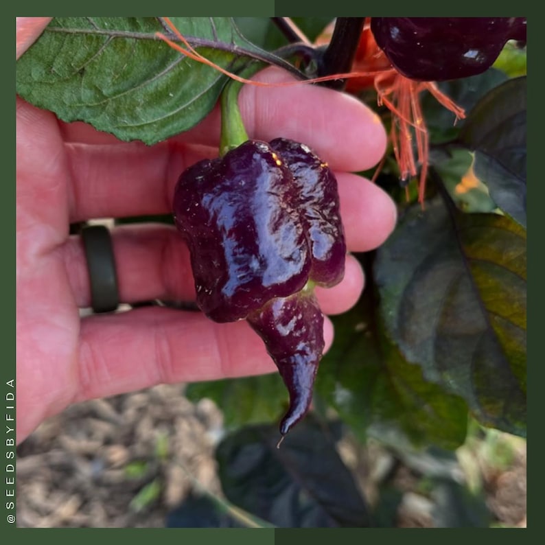 Nightmare Naga Pepper Seeds: Organic, Super Hot, Extreme Heat (20x ...