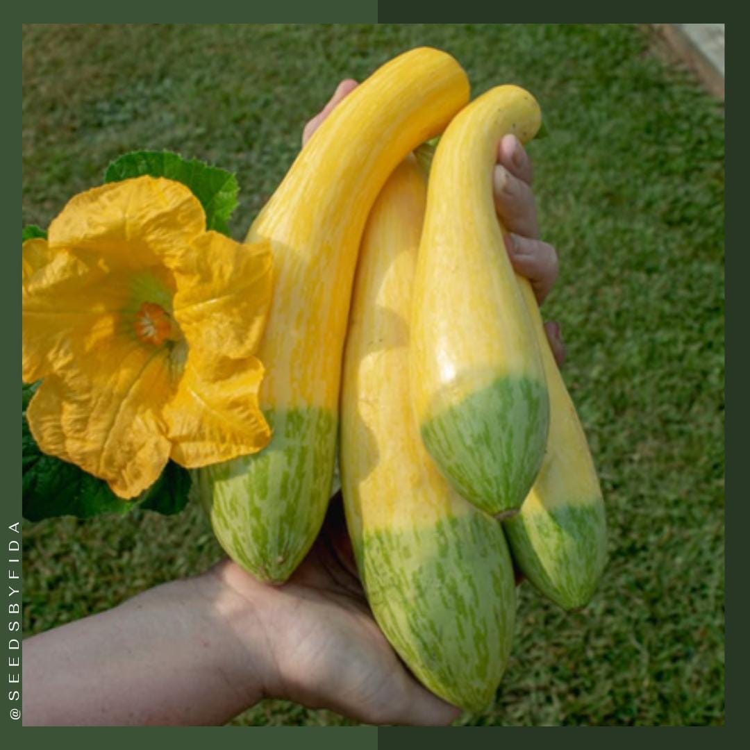 Zephyr Squash Seeds (25+): Bicolor Summer Squash, Sweet Nutty Flavor - Etsy