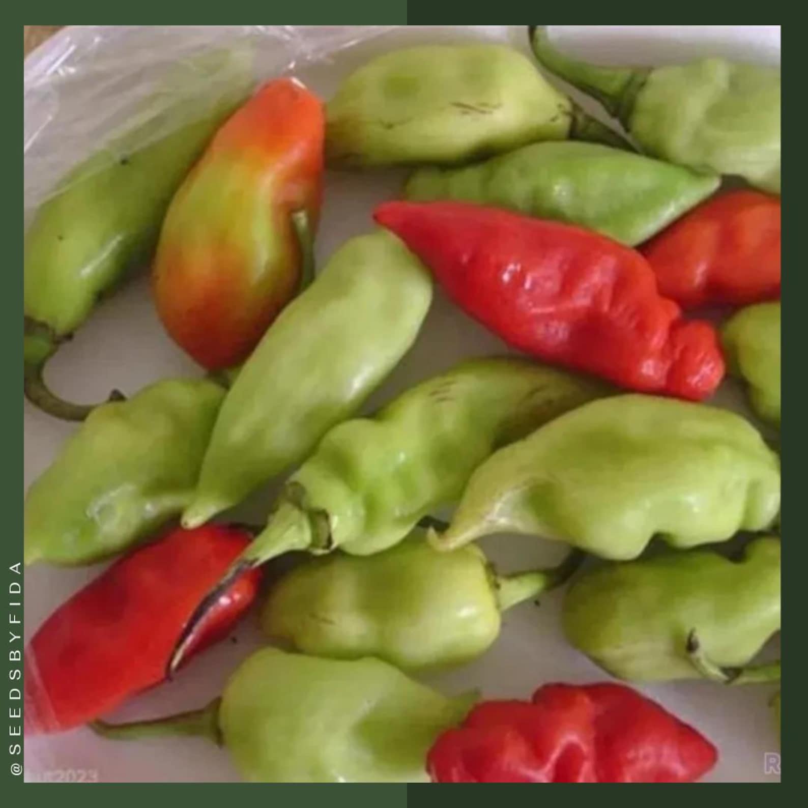 Trinidad Pimento Pepper Seeds: Sweet Aji, Mild Heat for Salsas - Etsy