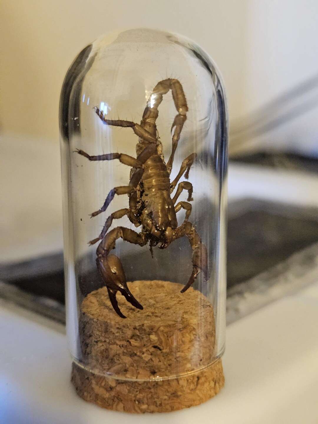 Asian Forest Scorpion Exoskeleton/ Shed - Etsy