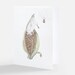 Nature Notes- Blank Notecard Set of 6 - Etsy
