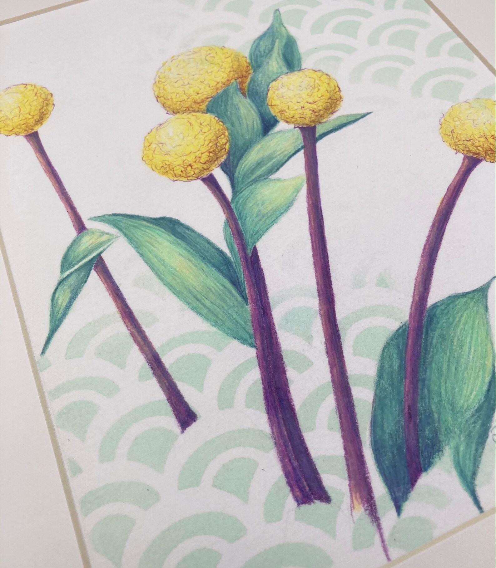 Billy Buttons Craspedia Flower Fine Art Print Matted and Ready - Etsy