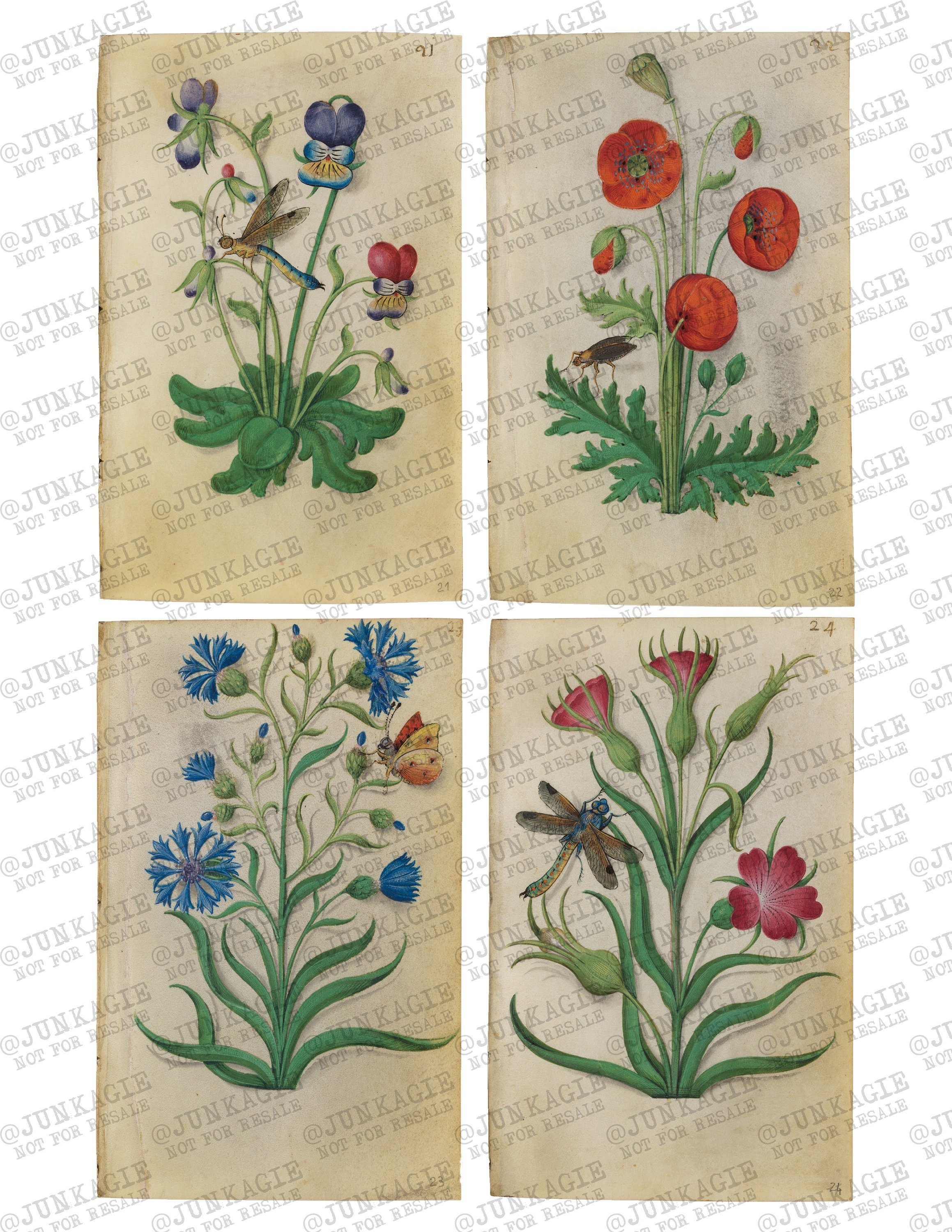 Book of Flower Studies Master of Claude De France Botanical Medieval ...