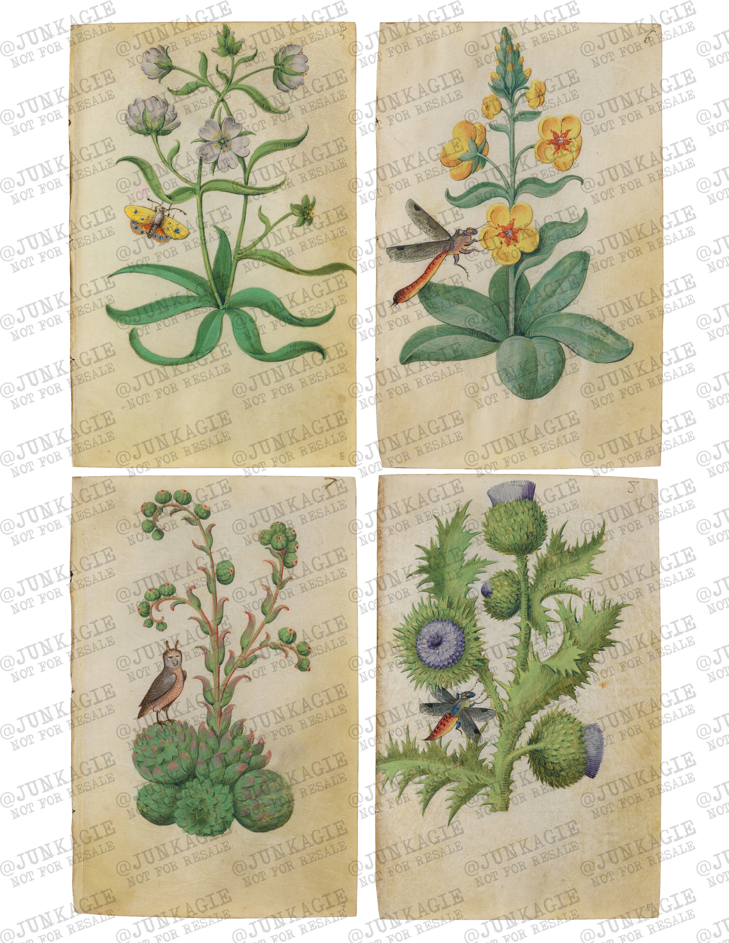 Book of Flower Studies Master of Claude De France Botanical Medieval ...