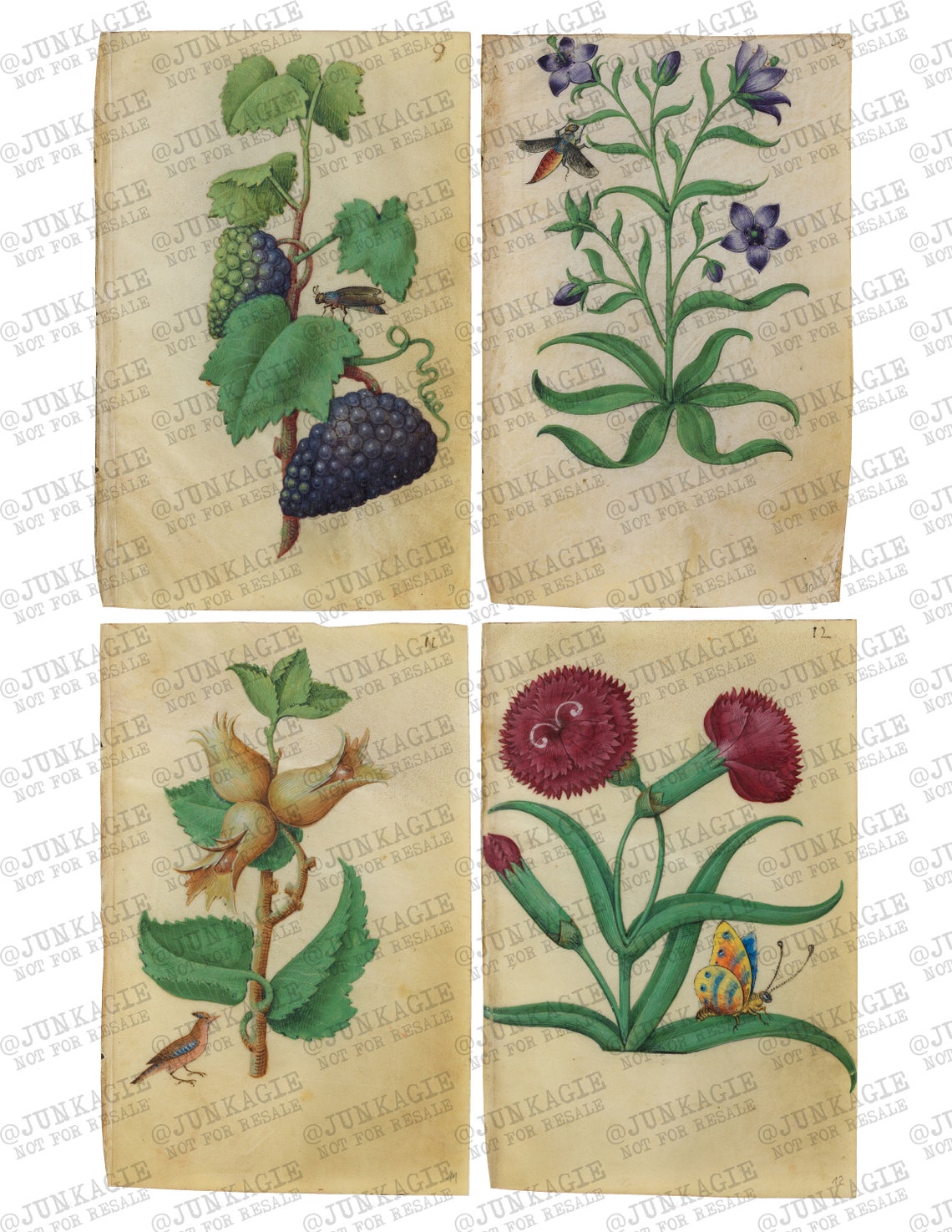 Book of Flower Studies Master of Claude De France Botanical Medieval ...