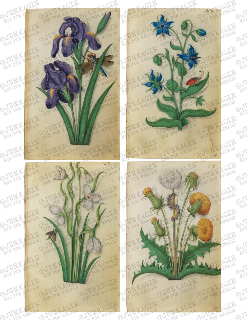Book of Flower Studies Master of Claude De France Botanical Medieval ...