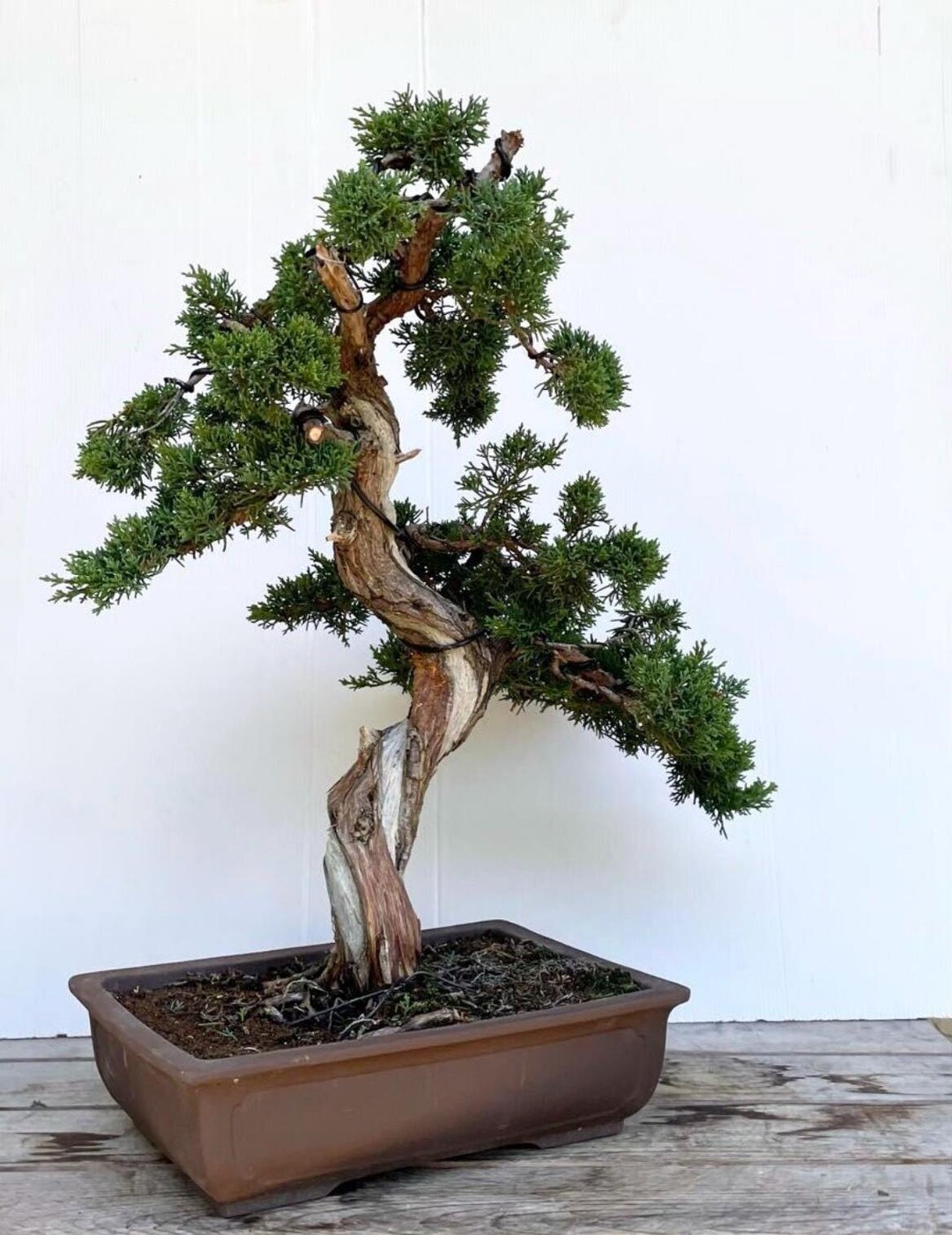 Japanese Bonsai Tree – Shimpaku Juniper, about 20 years old / Live ...
