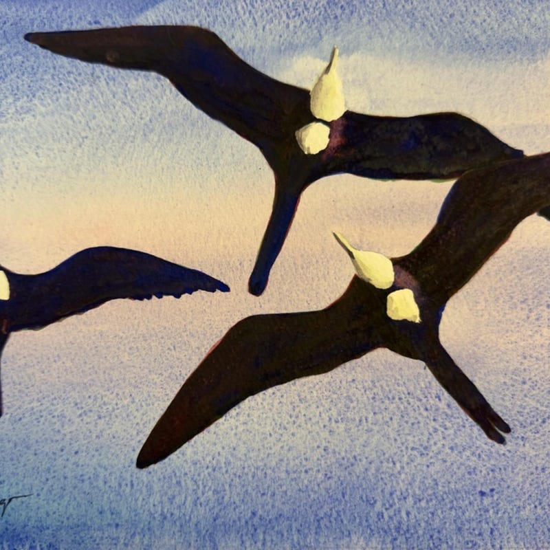 Frigate Bird - Etsy