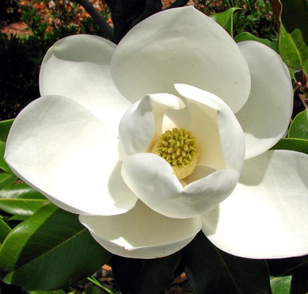 Sweetbay Magnolia Live Plant - 10-18" Tall - 1 Quart Pot - Creamy ...