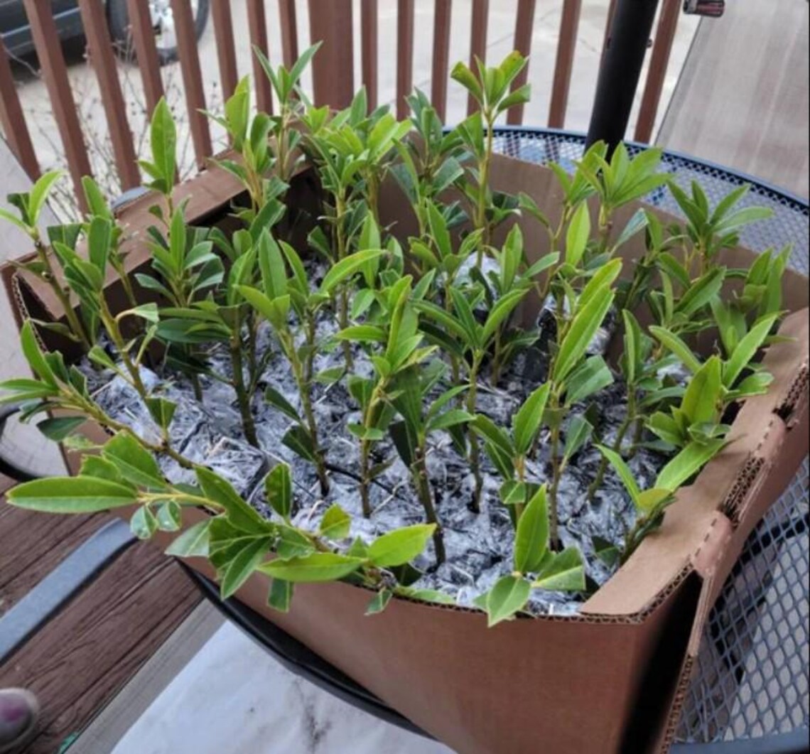 Set 2 Schip Laurel Live Plants - 6-10in Tall - 3in Pot - Skip Laurel ...