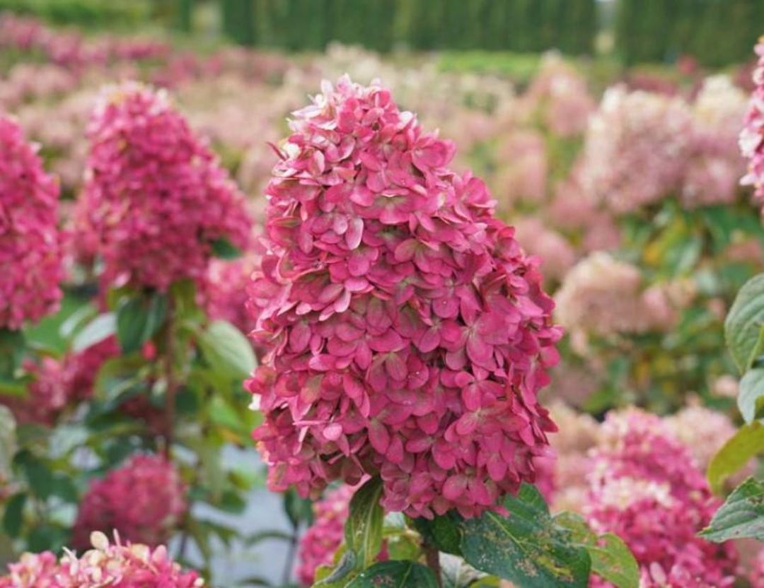 Limelight Prime Panicle Hydrangea Shrub Live Plant - 8-14" Tall ...