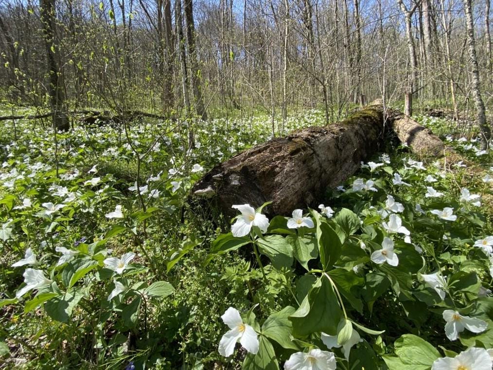5 White Trillium Bulbs - Well Rooted Bareroot With No Leaf - Three ...