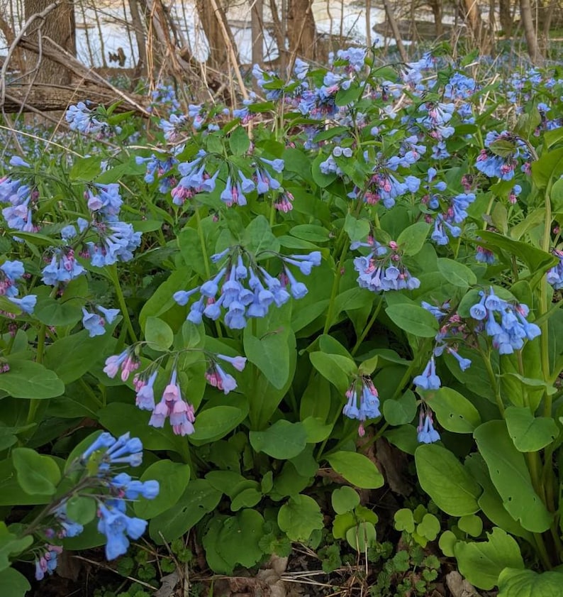 Virginia Bluebell - Set of 5 Roots - Mertensia Virginica - Early Spring ...