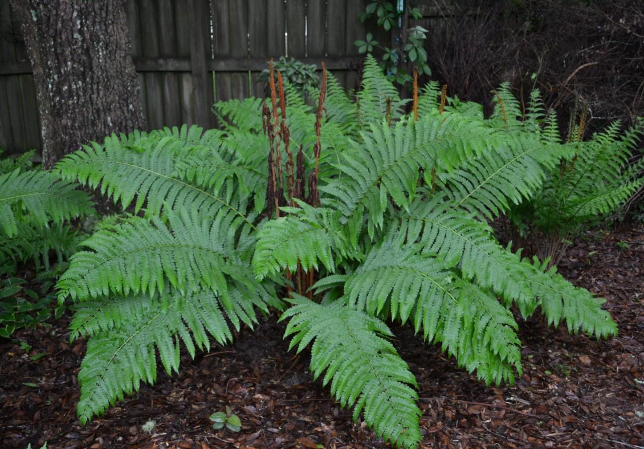 10 Cinnamon Fern Rhizomes With No Leaf - Osmunda Cinnamomea - Perennial ...