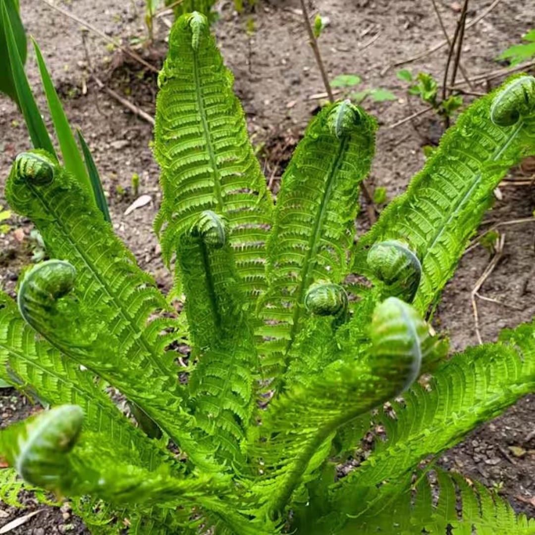 5 Tennessee Ostrich-glade Fern Rhizomes - No Leaf - Athyrium ...