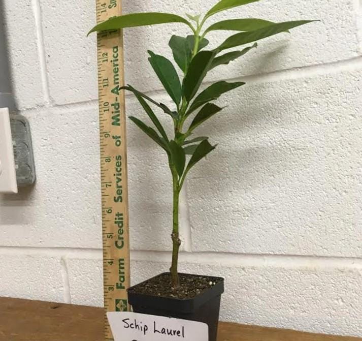 Set 2 Schip Laurel Live Plants - 6-10in Tall - 3in Pot - Skip Laurel ...
