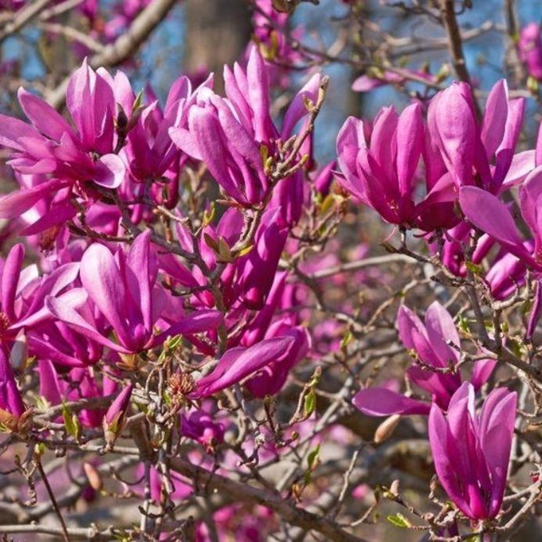 Ann Magnolia Live Plant - 6-12" Tall - 2.5" Pot - Pink Flower Compact ...